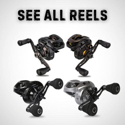 See All Reels